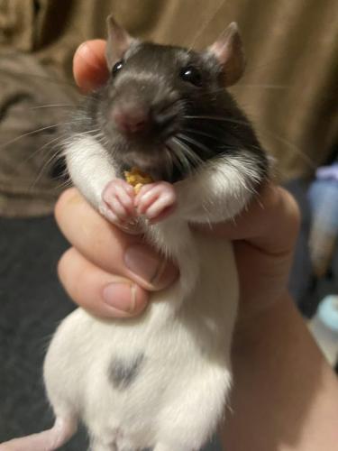 9 weeks old baby rats for sale, handled since birth For Sale in ...