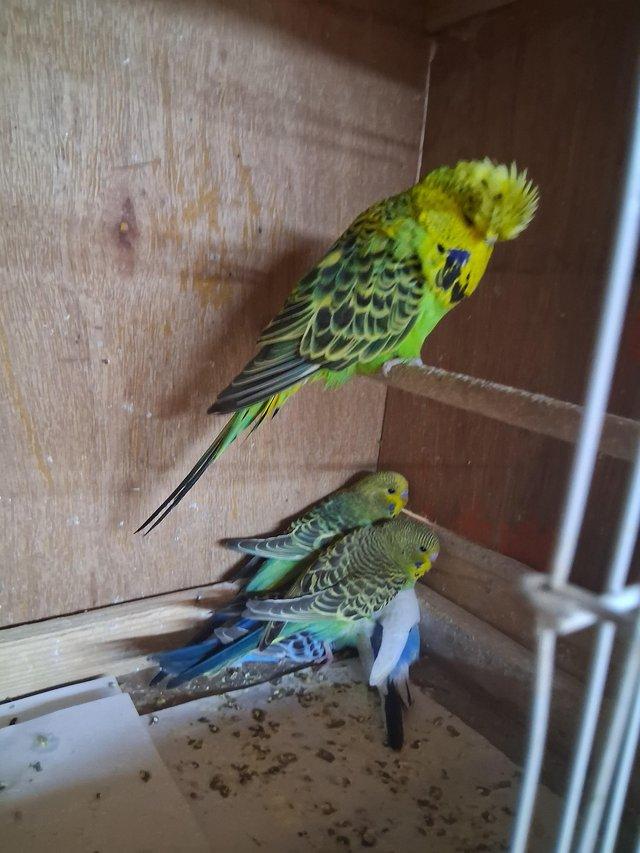 Local Classifieds | Preloved