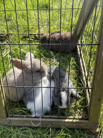 Baby mini lops 8 weeks old For Sale in Chesterfield, Derbyshire | Preloved