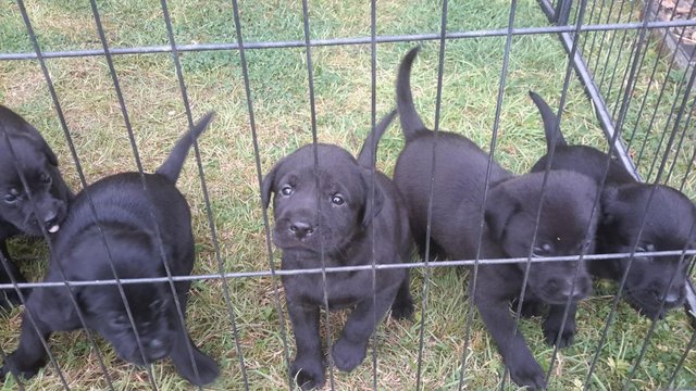 Local Classifieds | Preloved