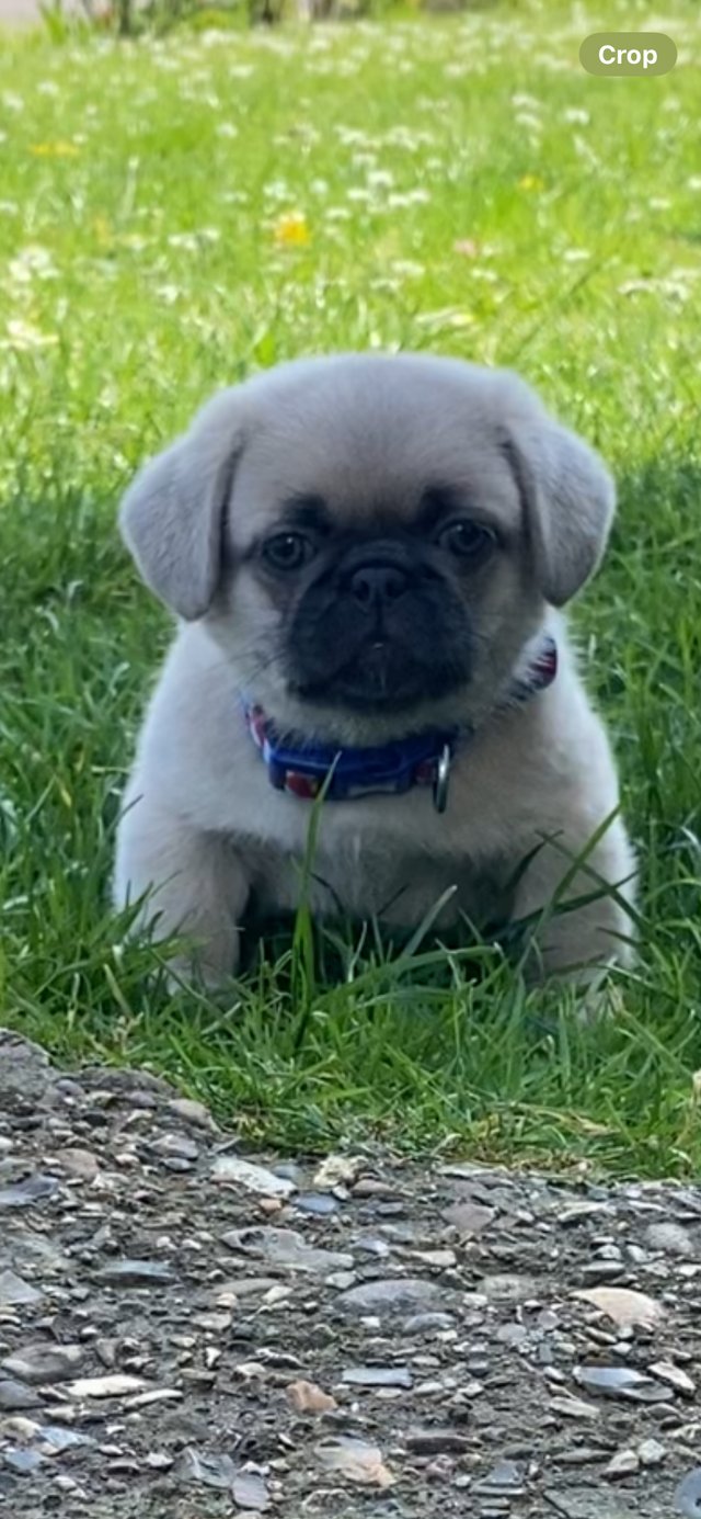 Local Classifieds | Preloved