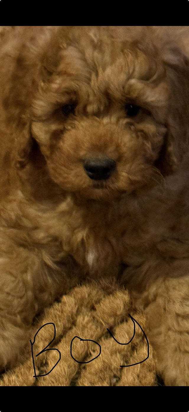 Local Classifieds | Preloved