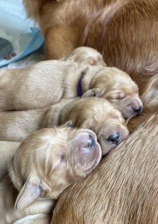 Gorgeous Fox Red Golden Retriever Puppies For Sale in Northampton ...