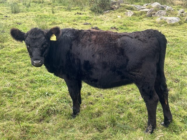 Local Classifieds | Preloved