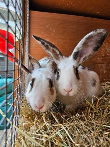 Litter of 12 - Lop/lionhead/harlequin cross rabbits (4 left) For Sale ...