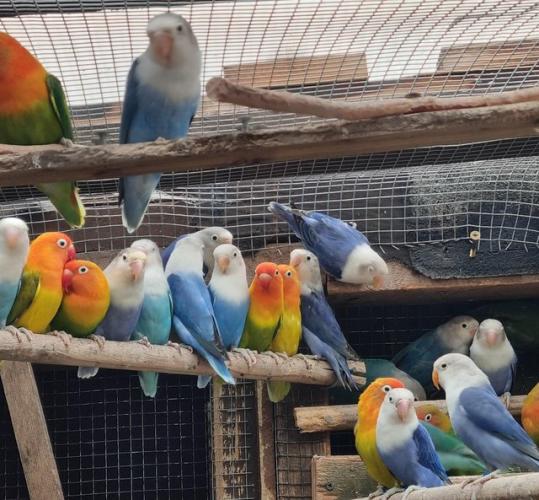 So.e young birds available lovebirds ficshers For Sale in Birmingham ...