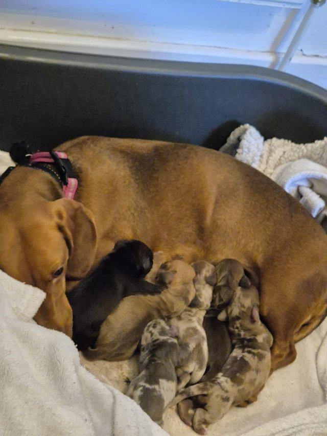 Local Classifieds | Preloved