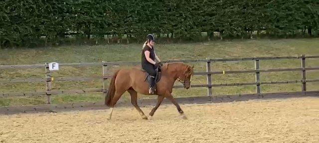 13'2hh Welsh Section C Pony For Sale For Sale in Horncastle ...