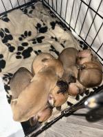 Dogs & Puppies, Rehome and Buy with ZERO fees | Preloved