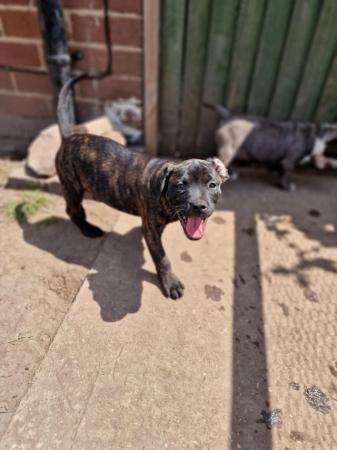 Beautiful Staffy Cross Puppies For Sale in Melbourne, Derby | Preloved