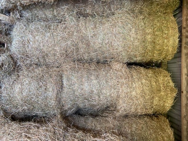 Small round bales hay ideal for ponies & livestock For Sale in Sway ...