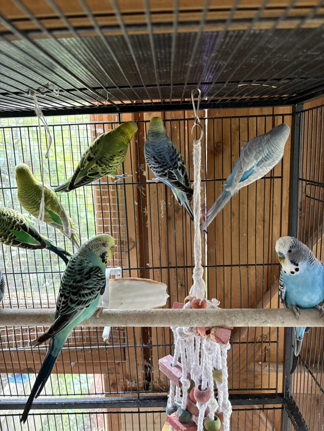 Local Classifieds | Preloved