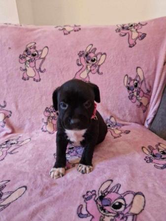 READY NOW Cocker Spaniel Cross blue staffy Puppies for sale. For Sale ...