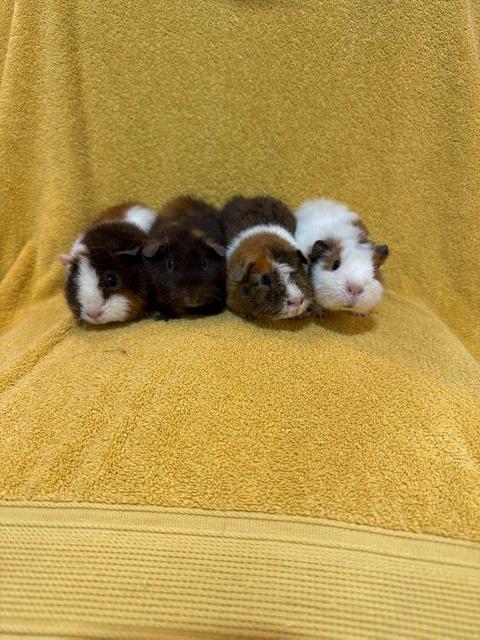 Local Classifieds | Preloved