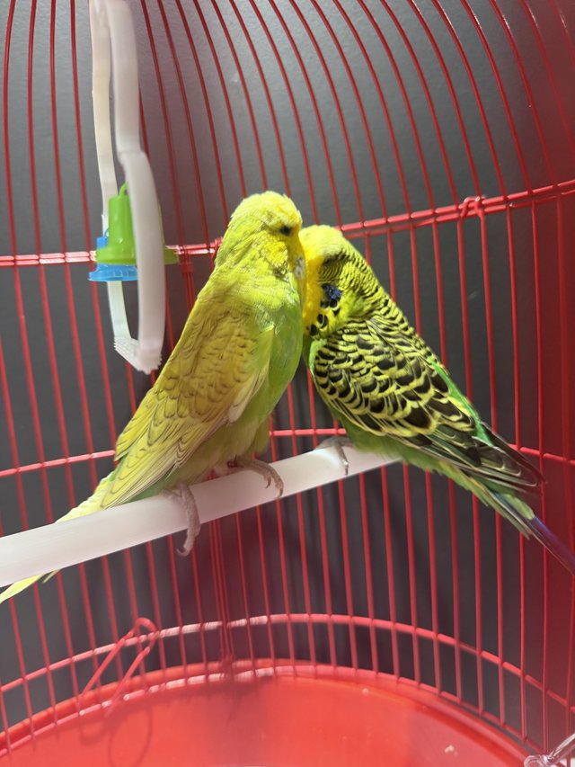 Local Classifieds | Preloved