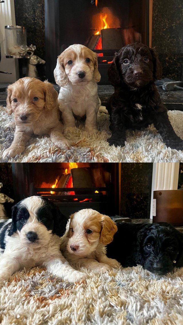 Local Classifieds | Preloved