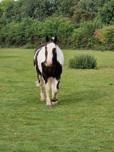 15HH MW Piebald Cob Gelding For Sale in Doncaster, Nottinghamshire ...