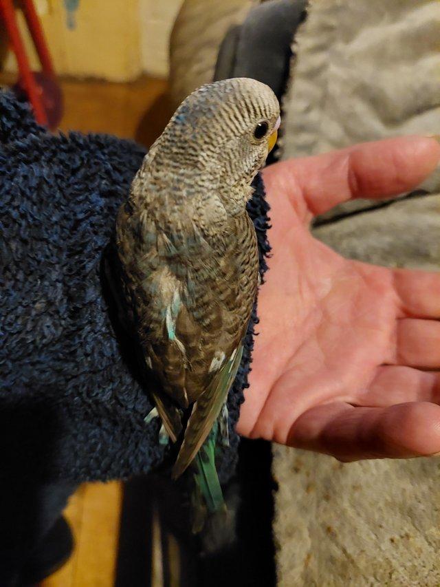 Local Classifieds | Preloved