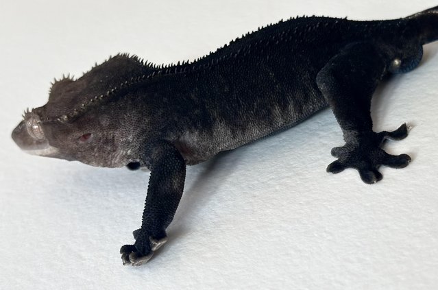 Proven visual axanthic male crested gecko For Sale in Great Missenden ...