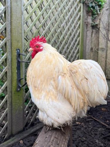 Last one! Rare Bobtail! Miniature Pekin / Cochin Cockerel For Sale in ...