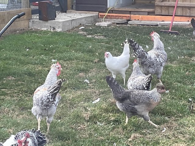 Local Classifieds | Preloved