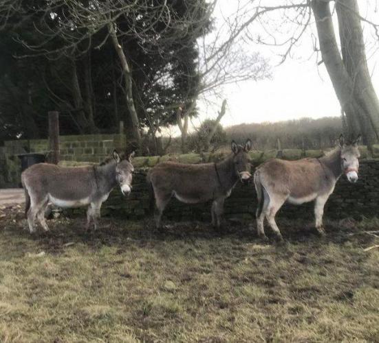 Trio Traditional young grey Jenny Donkeys must go together For Sale in ...