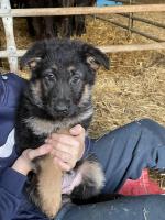 Dogs & Puppies, Rehome and Buy with ZERO fees | Preloved