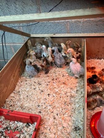 4 week old chicks, various breeds For Sale in Aymestrey, Herefordshire ...