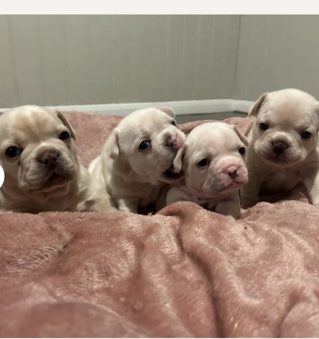 Local Classifieds | Preloved