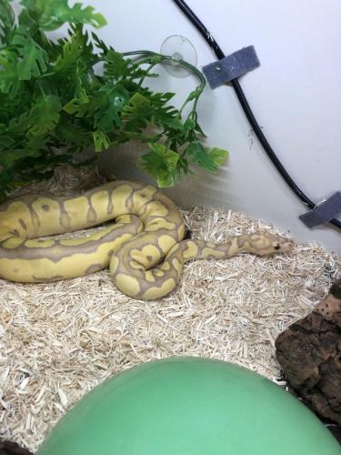 Banana Clown Royal Python For Sale in Scunthorpe | Preloved