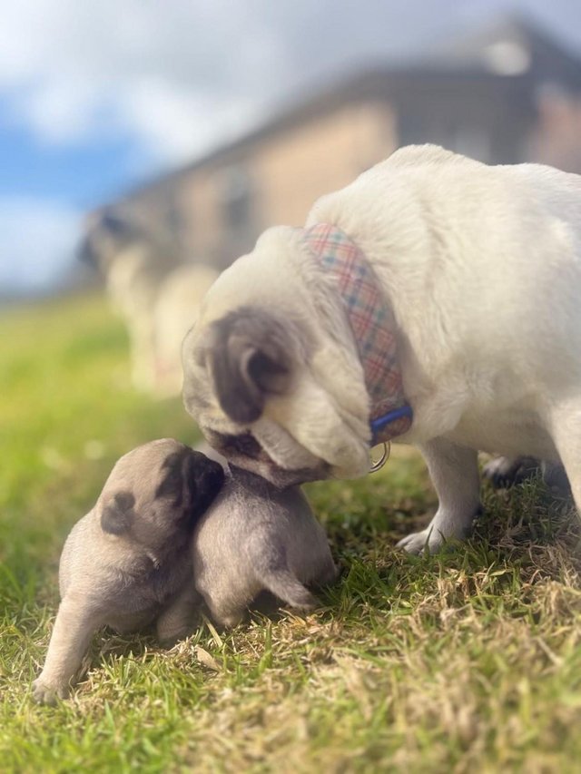 Local Classifieds | Preloved