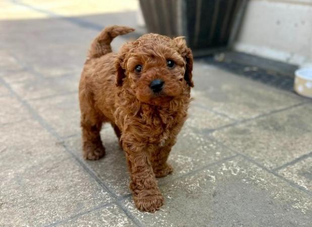 BeautifulF1B Toy Dark Red Cavapoo Puppy's For Sale in Wakefield, West ...