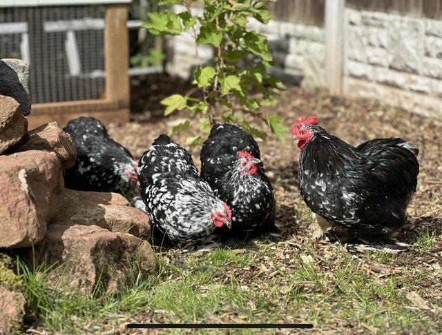 6x Mottled Pekin Bantam Hatching Eggs For Sale In Sutton Maddock