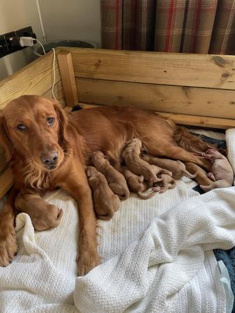 Gorgeous Fox Red Golden Retriever Puppies For Sale in Northampton ...