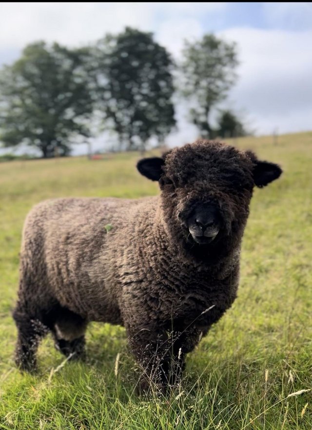 Local Classifieds | Preloved