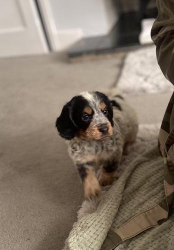 tri boys left cockapoo puppy’s DNA health tested For Sale in ...