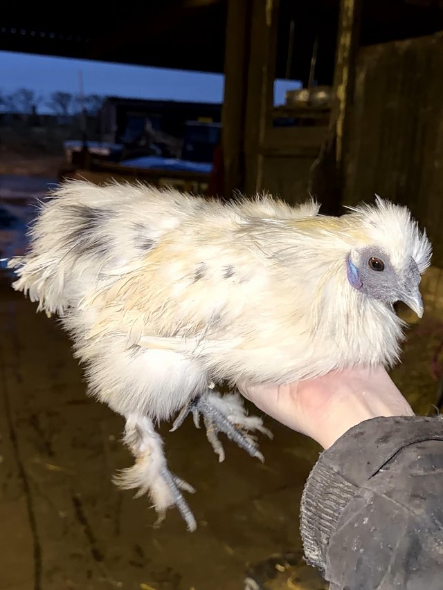 Local Classifieds | Preloved