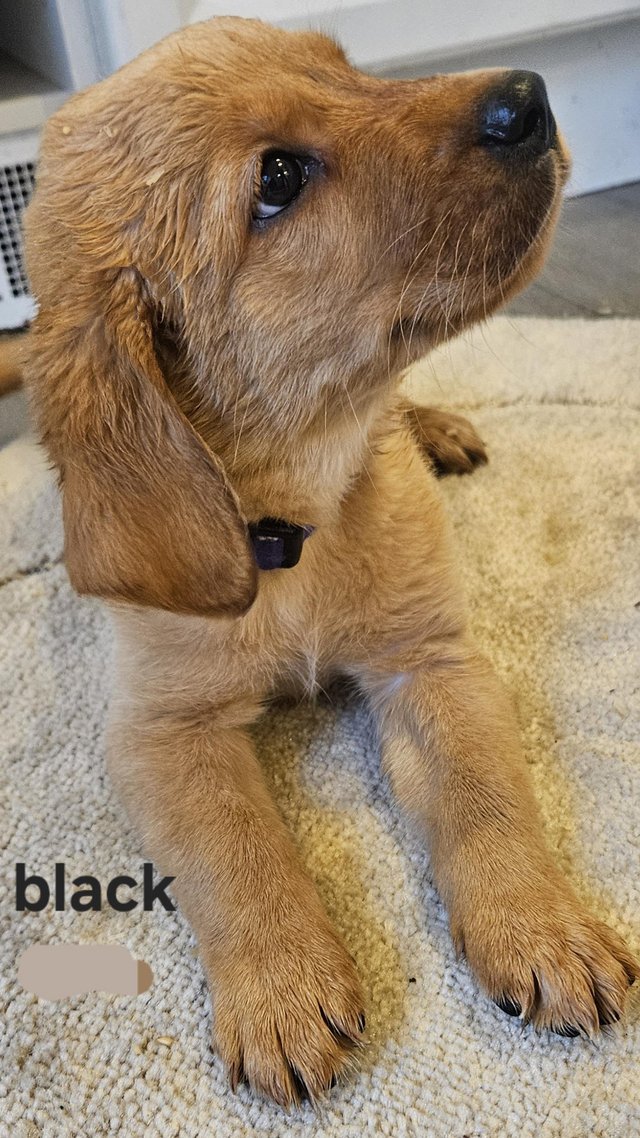 Local Classifieds | Preloved