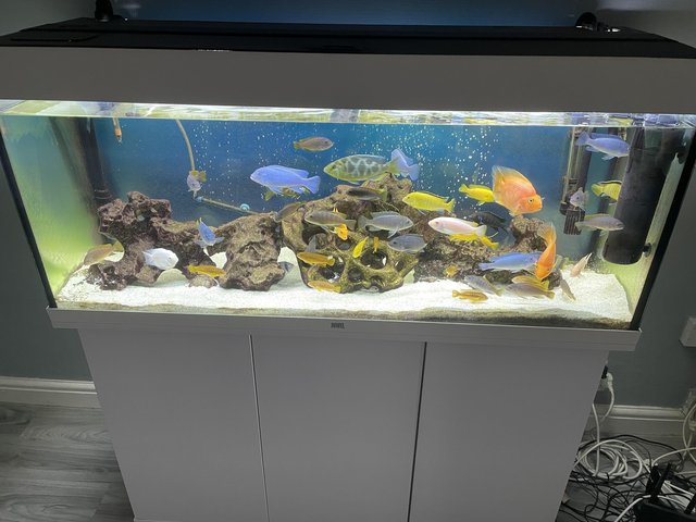 Jewel 240 litre tank x2 fluval 380 filters For Sale in Preston ...