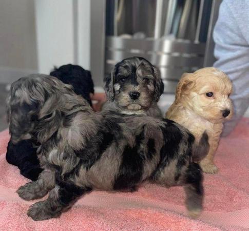 9 weeks old Cockapoos available now For Sale in Gravesend, Kent | Preloved