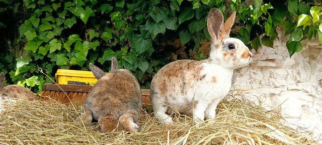 Tri colour and harlequin mini rex baby rabbits For Sale in Margate ...