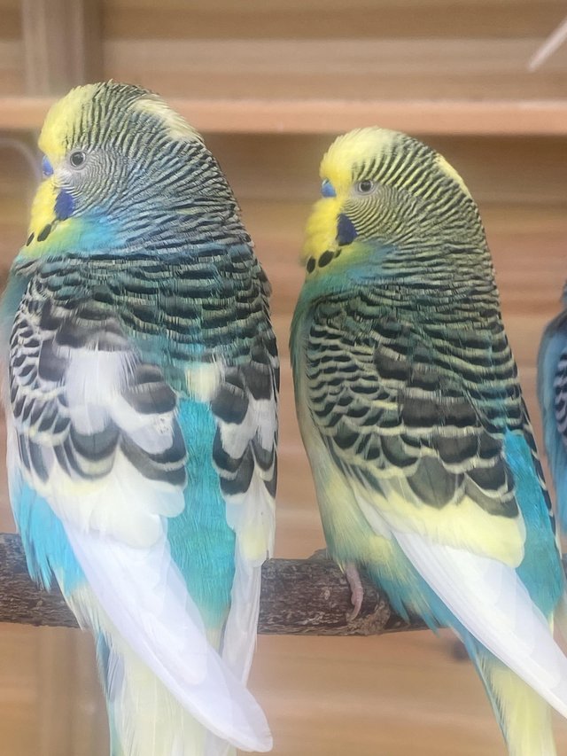 Local Classifieds | Preloved