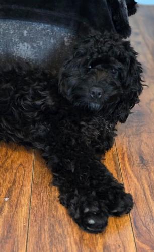 Cockapoo puppy, 6 months old For Sale in Woodford, Northants | Preloved