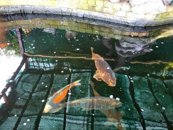 Koi carp for sale between 1 and 2 foot For Sale in Southend-on-sea ...