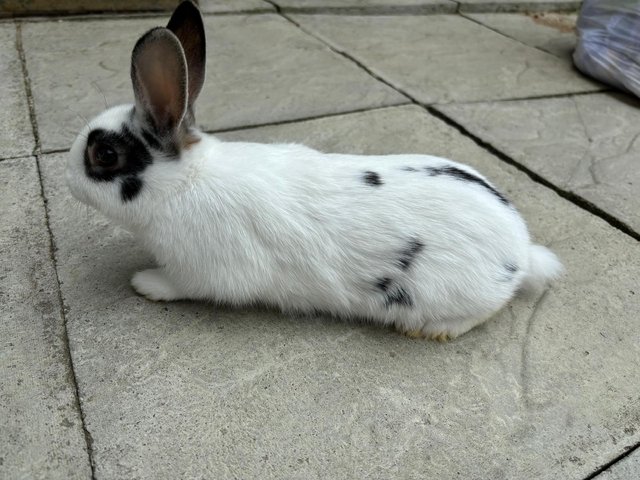 Netherland dwarf cross rabbits for sale For Sale in Tonbridge, Kent ...