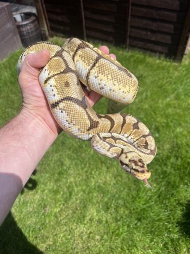 CB20 0.1 ORANGE DREAM BUMBLEBEE Royal Python For Sale in Wigan ...