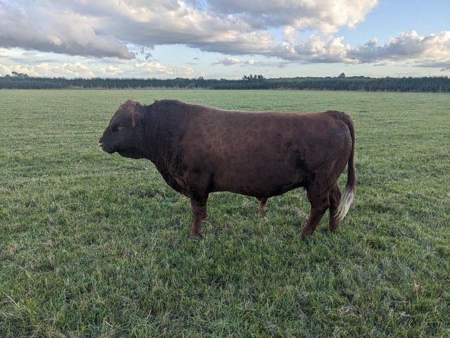 Local Classifieds | Preloved