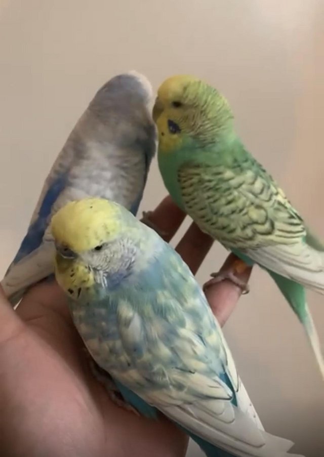 Local Classifieds | Preloved