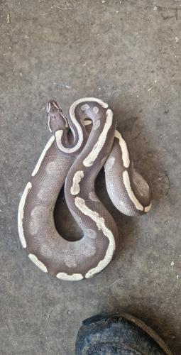 Bundle of snakes cheappp For Sale in Middlesbrough, Cleveland | Preloved