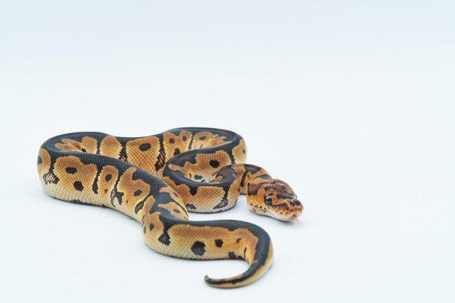 Baby Royal Python: Clown. MALE For Sale in Liverpool, Merseyside | Preloved
